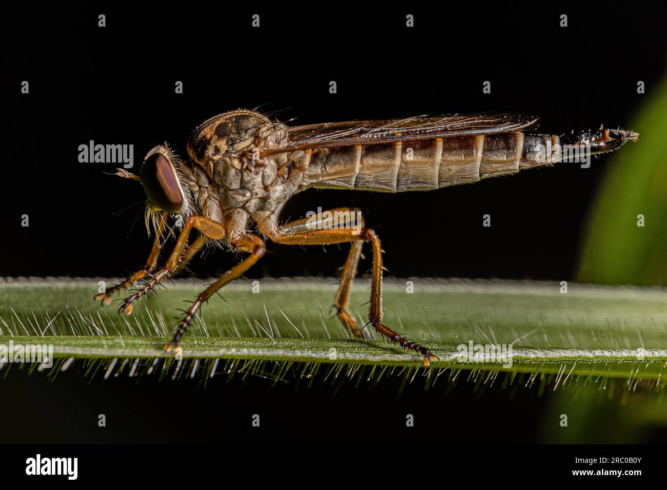 Adult Robber Fly of the Subfamily Asilinae Stock Photo - Alamy