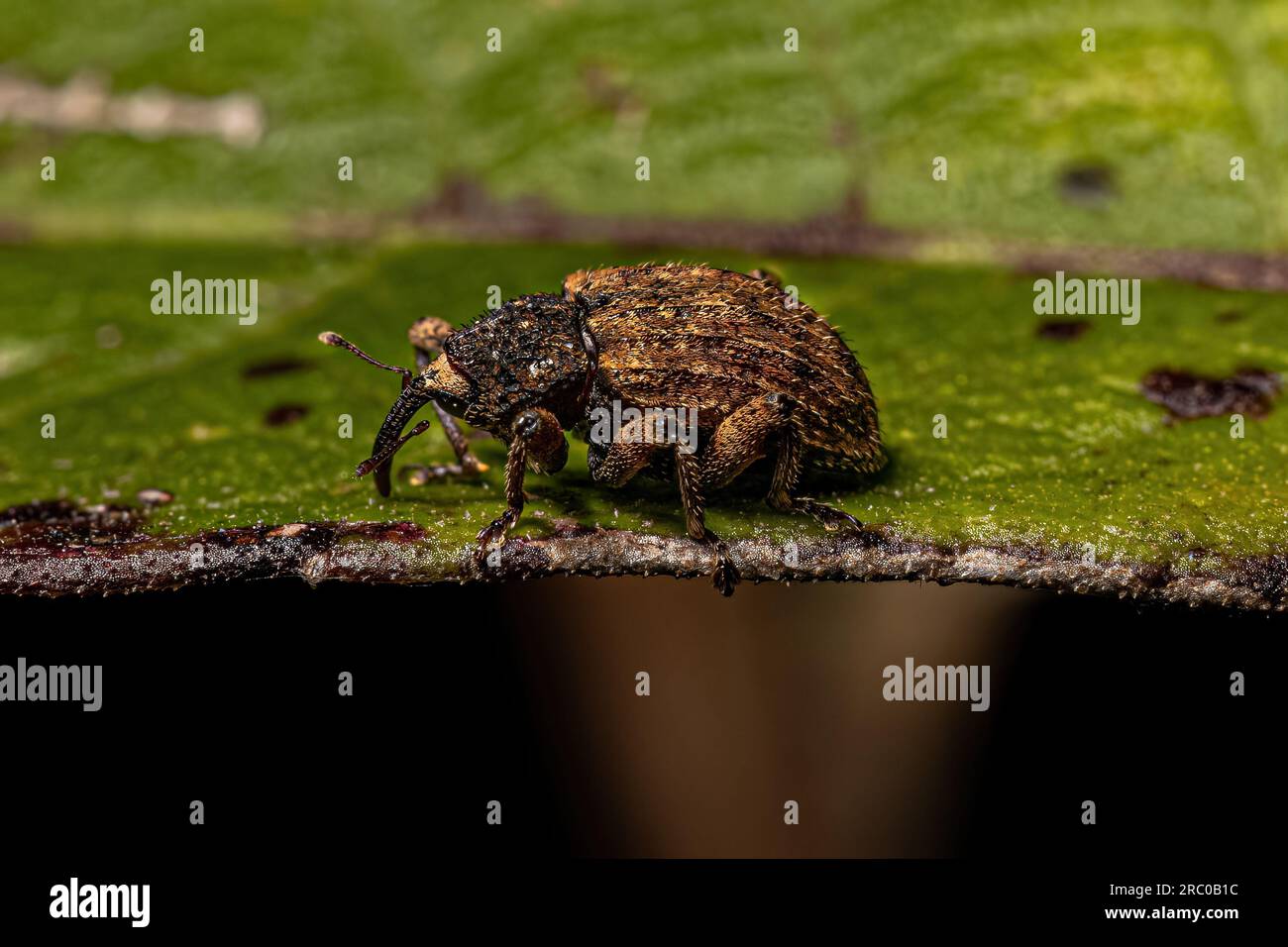 Family of weevils hi-res stock photography and images - Alamy