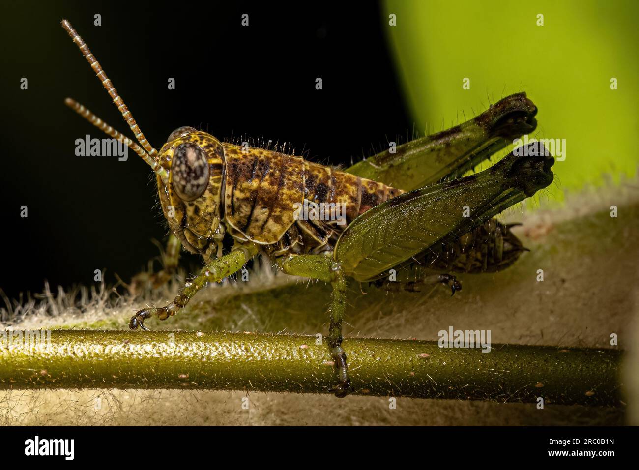 Spur-throated Grasshopper Insect of the Subfamily Melanoplinae Stock ...