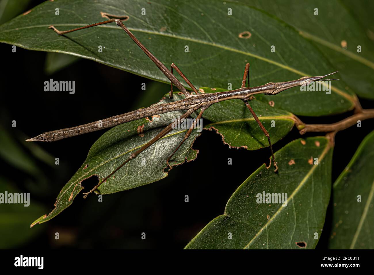 Neotropical Stick Grasshopper of the Family Proscopiidae Stock Photo ...