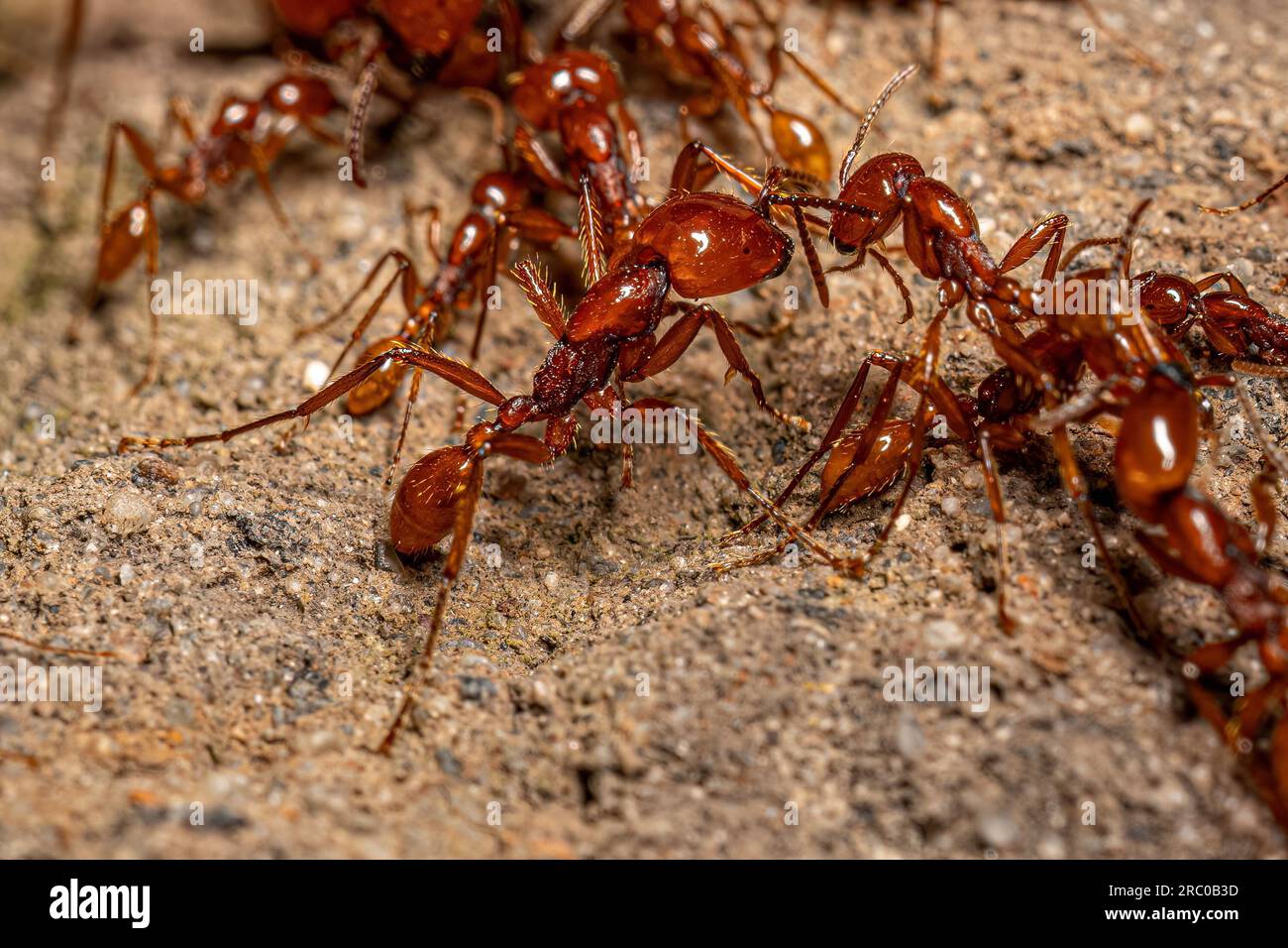 Neivamyrmex army ant hi-res stock photography and images - Alamy