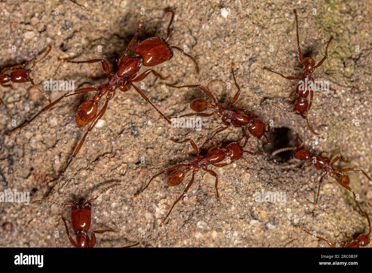 Neivamyrmex army ant hi-res stock photography and images - Alamy