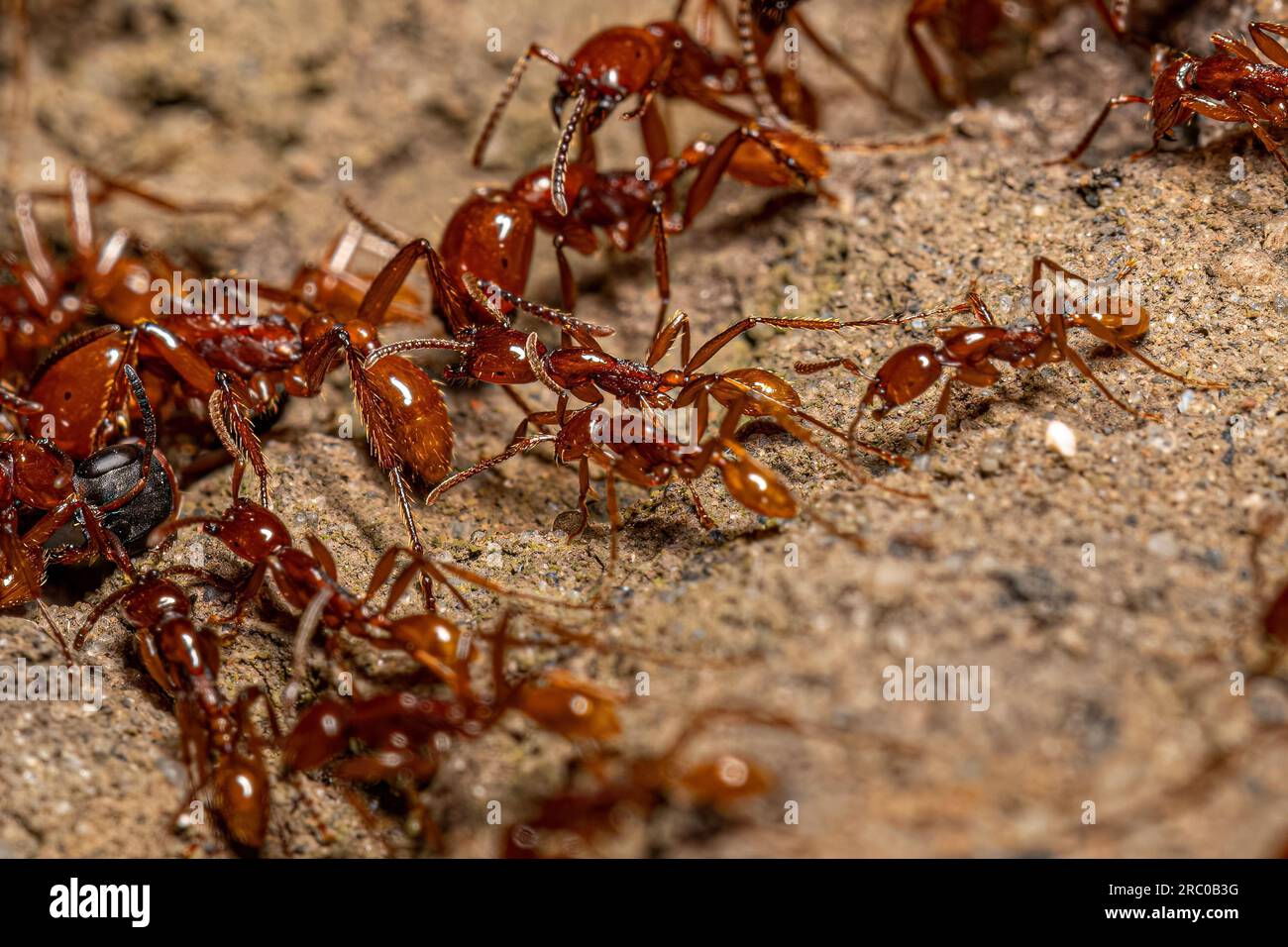 Neivamyrmex army ant hi-res stock photography and images - Alamy