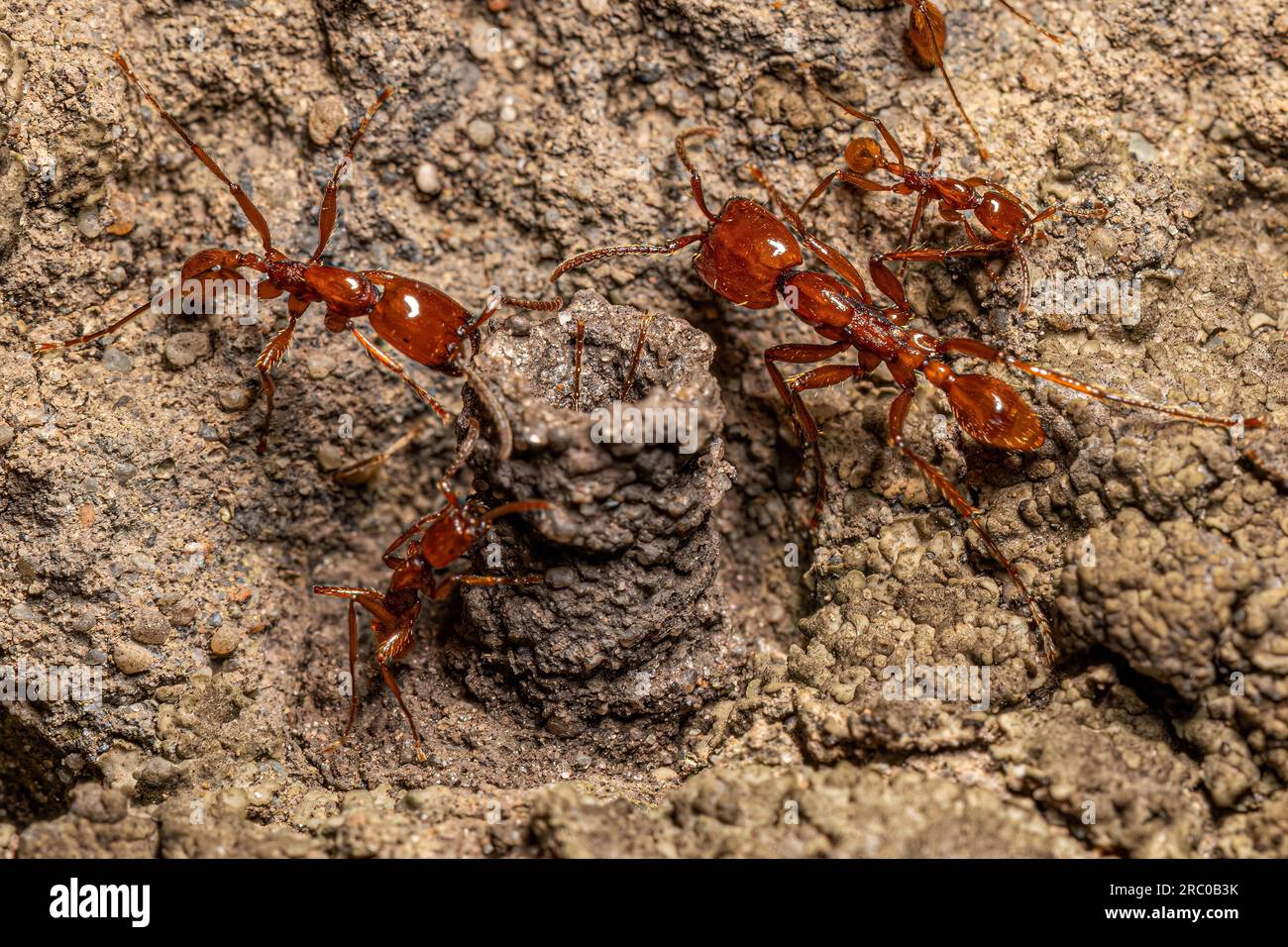 Adult Female Neivamyrmex Army Ants of the species Neivamyrmex goeldii ...