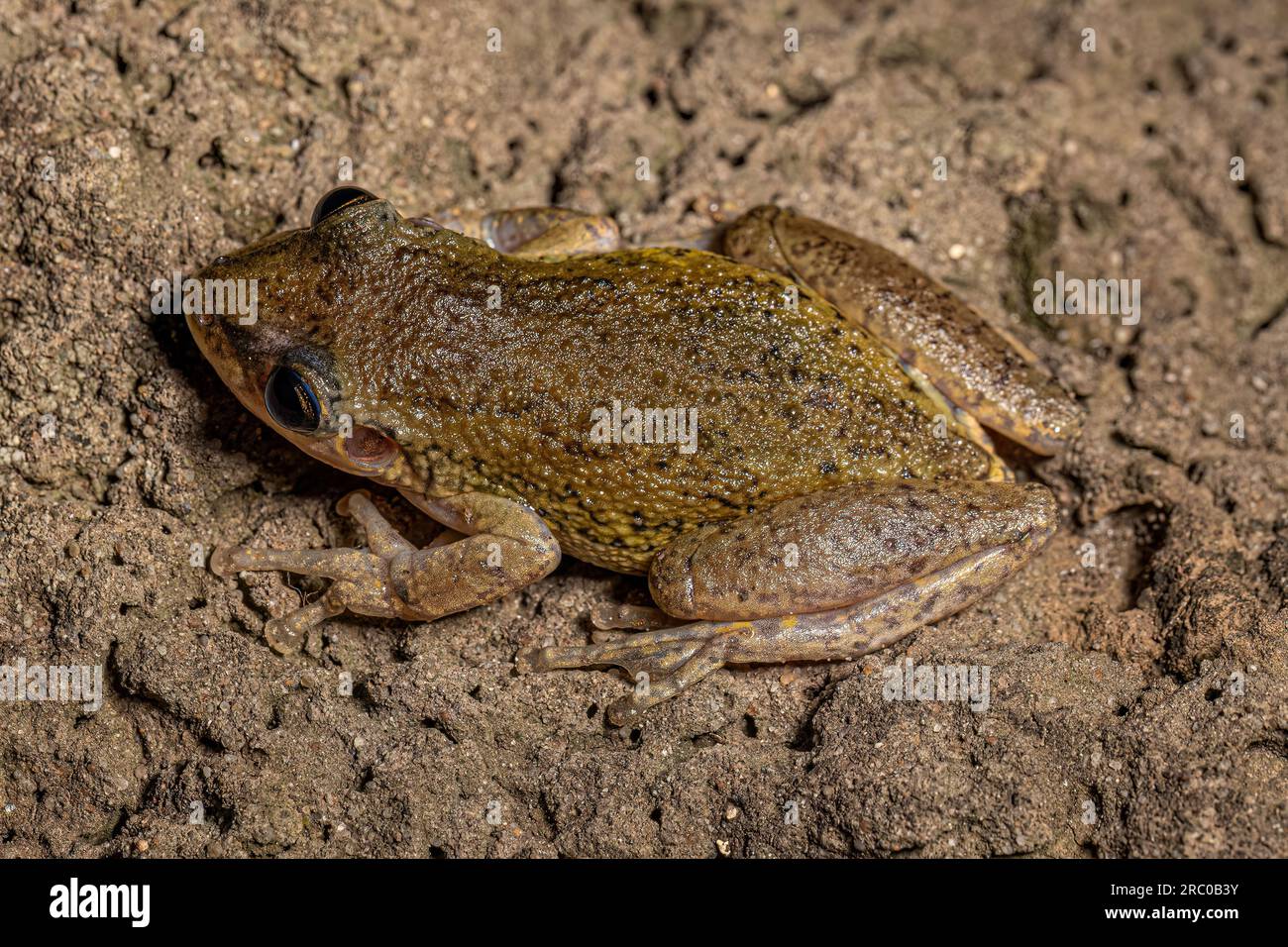 Snouted Tree Frog of the species Genus Scinax Stock Photo - Alamy