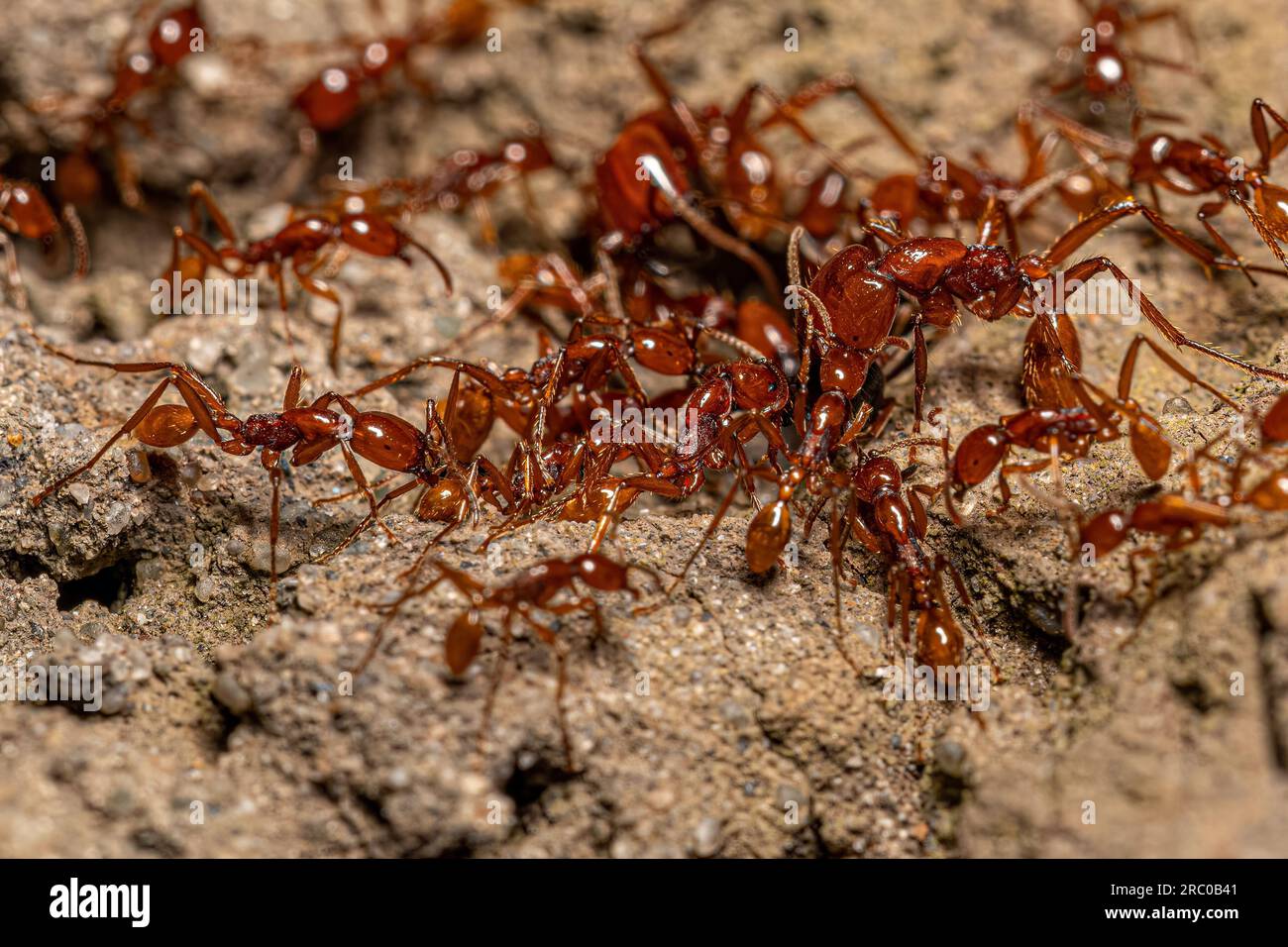 Neivamyrmex army ant hi-res stock photography and images - Alamy