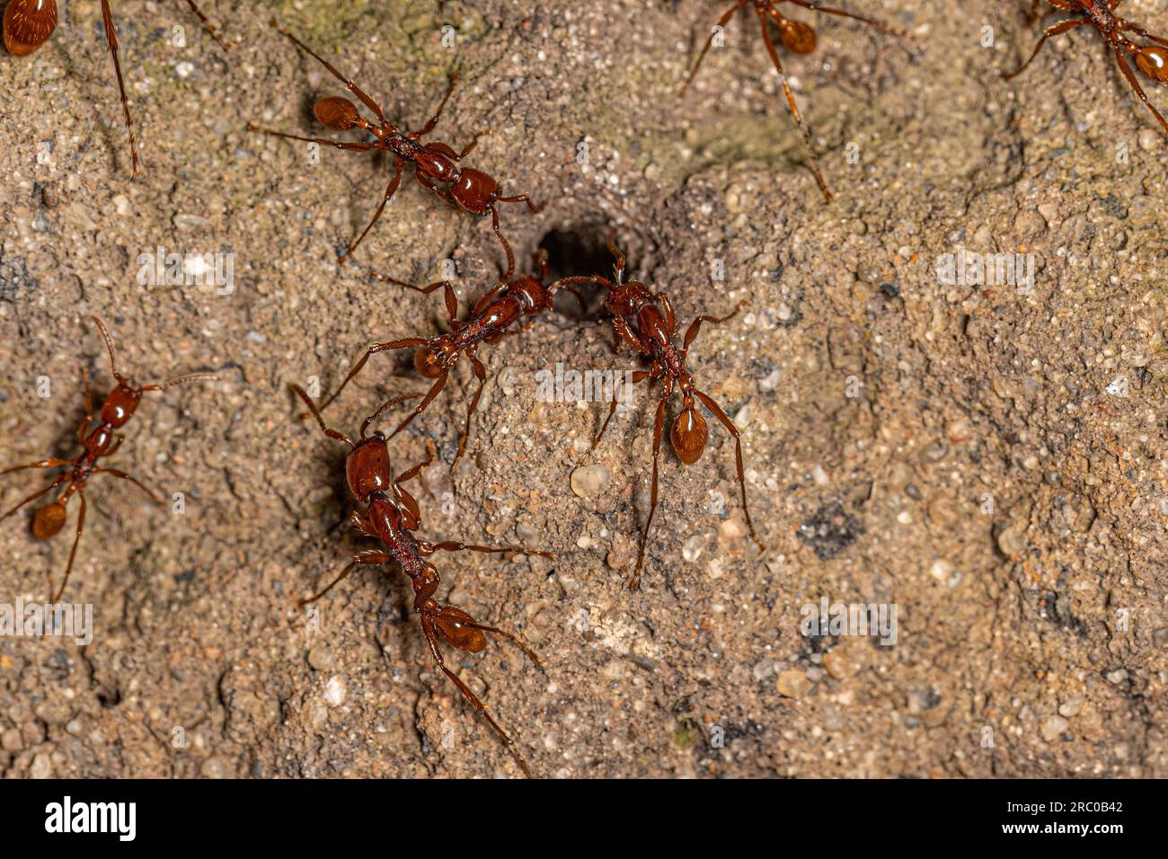 Adult Female Neivamyrmex Army Ants of the species Neivamyrmex goeldii ...