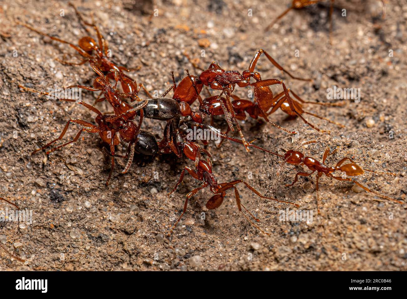 Neivamyrmex army ant hi-res stock photography and images - Alamy