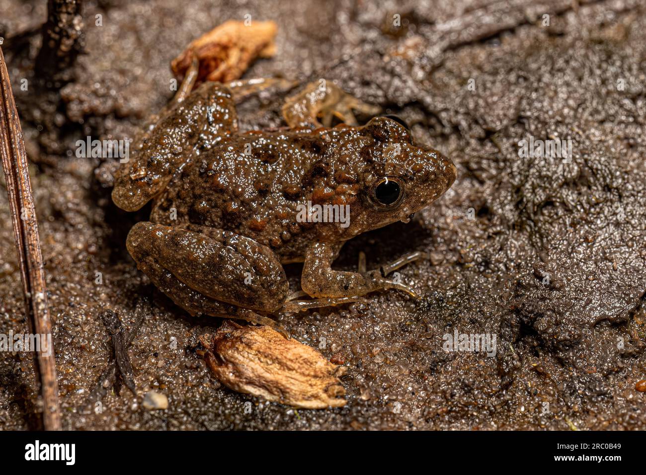 Southern frog hi-res stock photography and images - Alamy