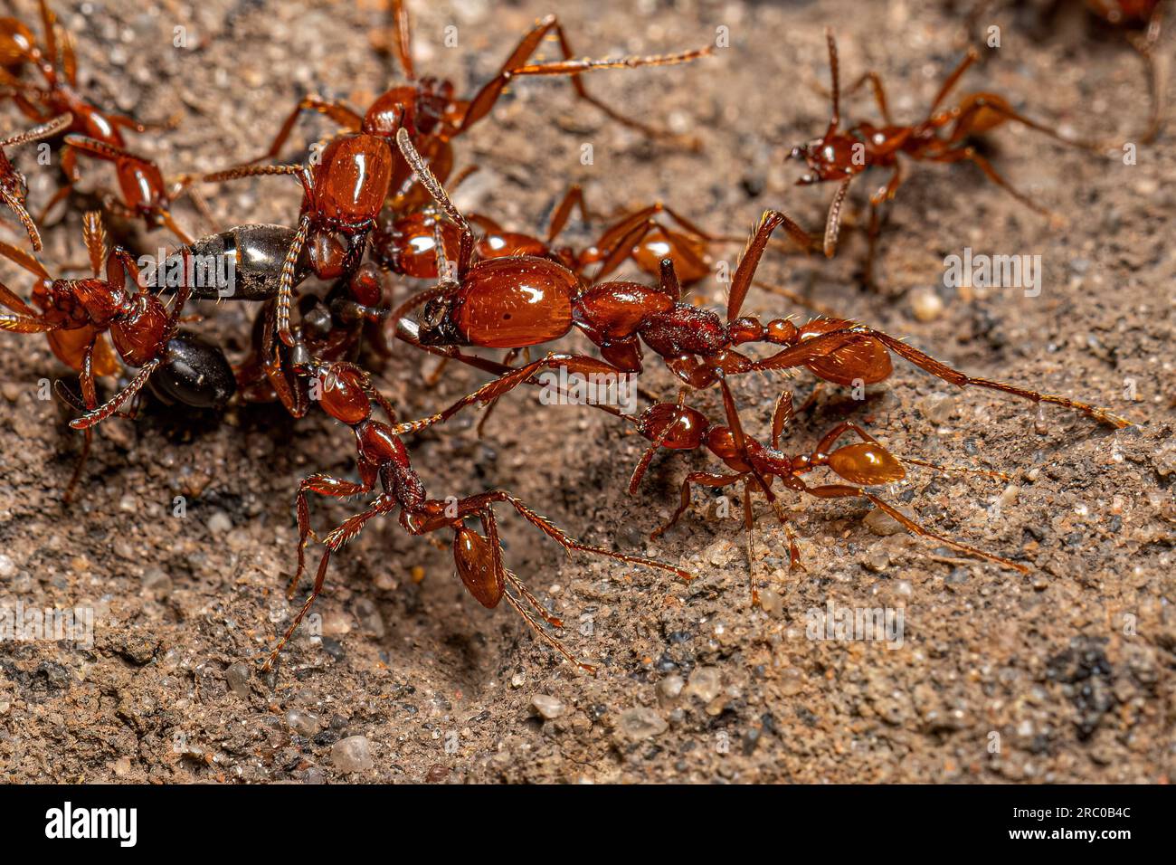 Neivamyrmex army ant hi-res stock photography and images - Alamy