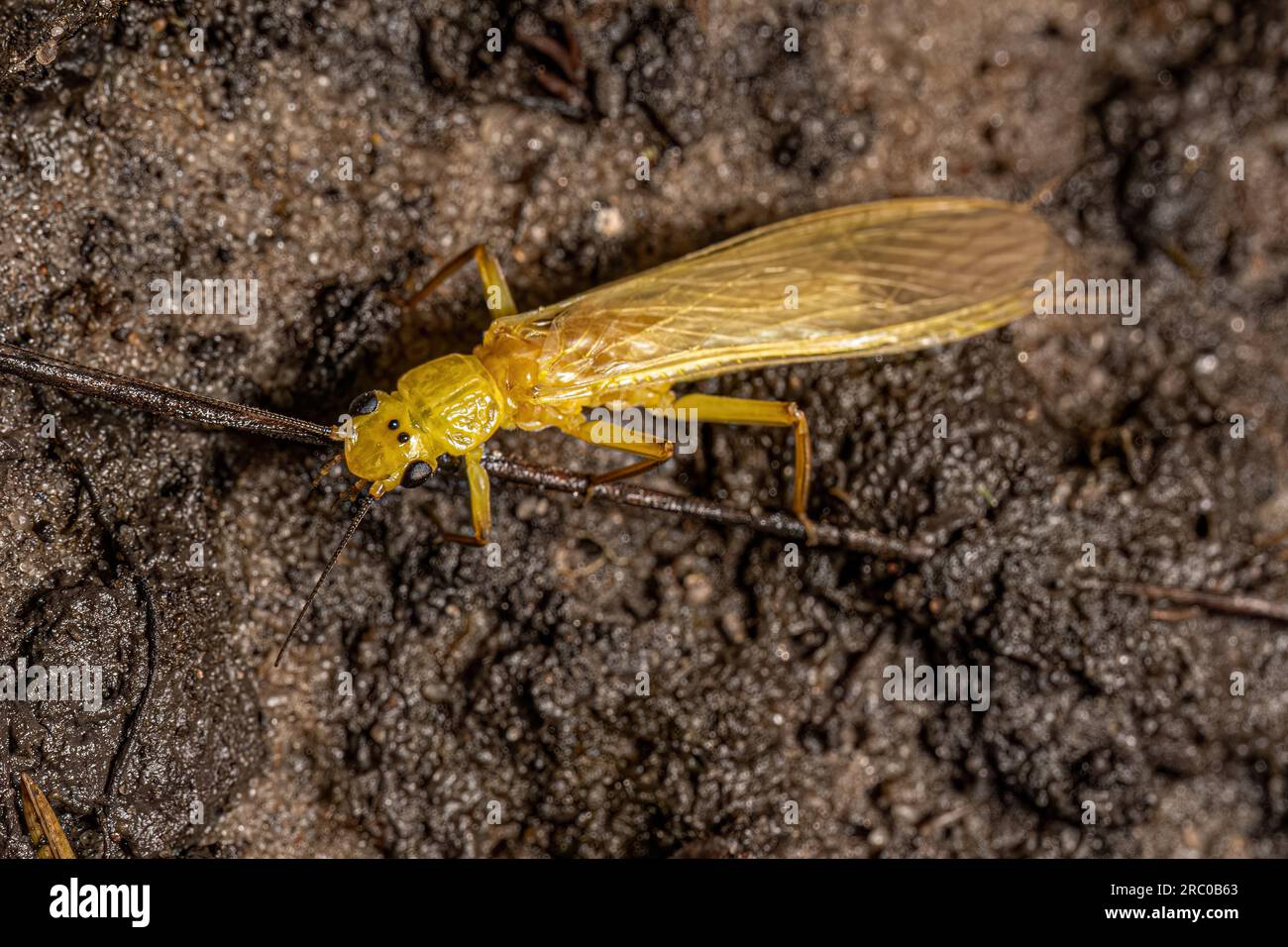 Common stonefly hi-res stock photography and images - Alamy