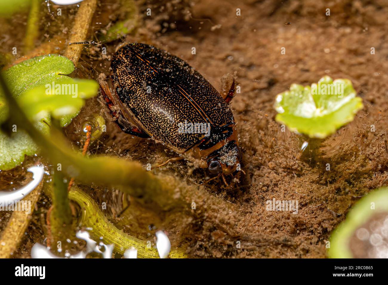 Predaceous diving beetle hi-res stock photography and images - Alamy