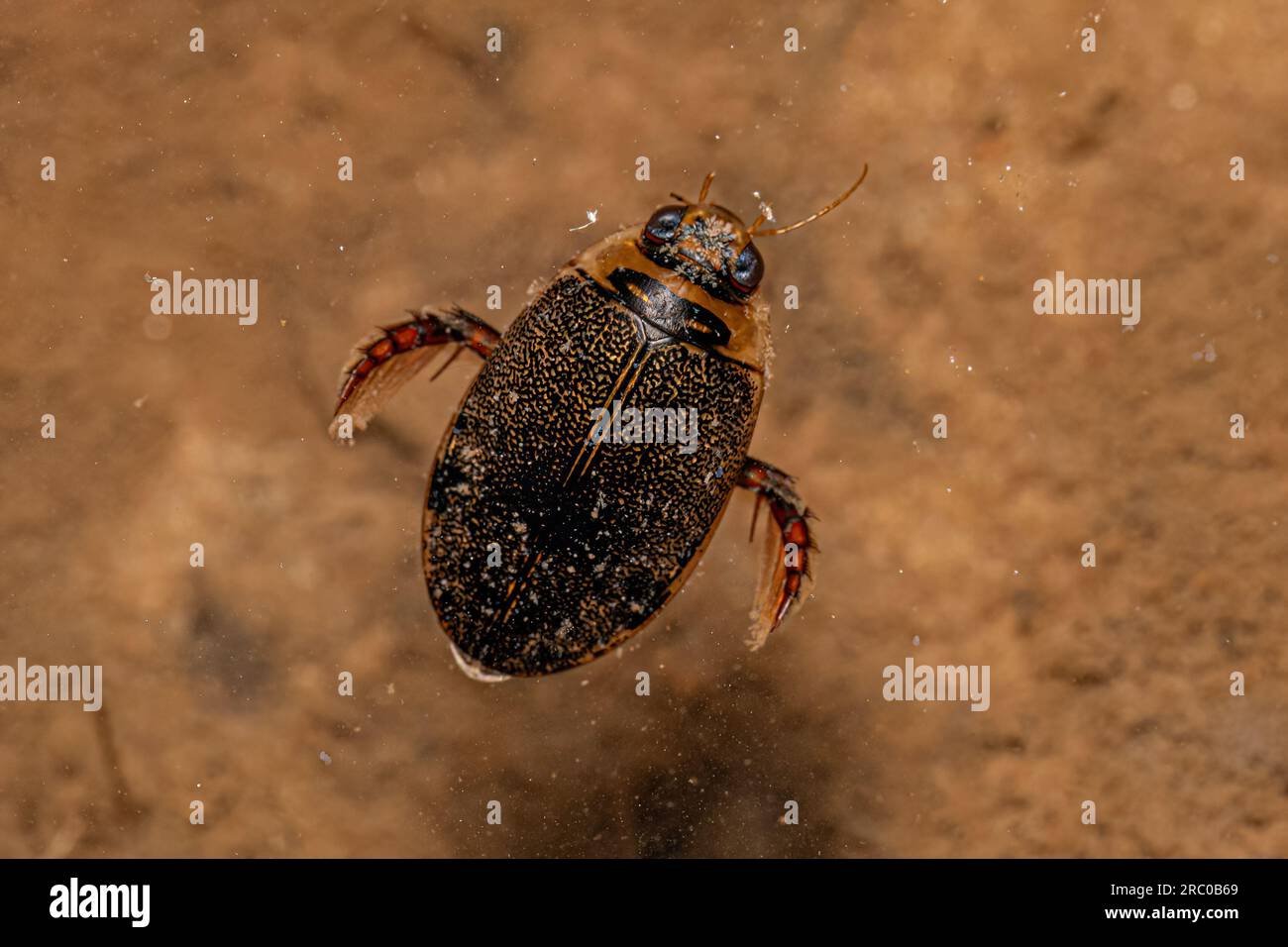 Predaceous diving beetle hi-res stock photography and images - Alamy