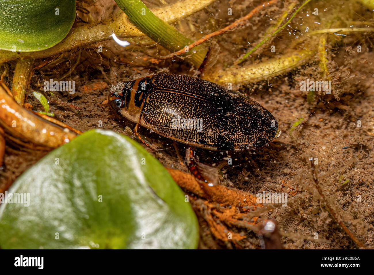 Adult Predaceous Diving Beetle of the Genus Thermonectus Stock Photo ...