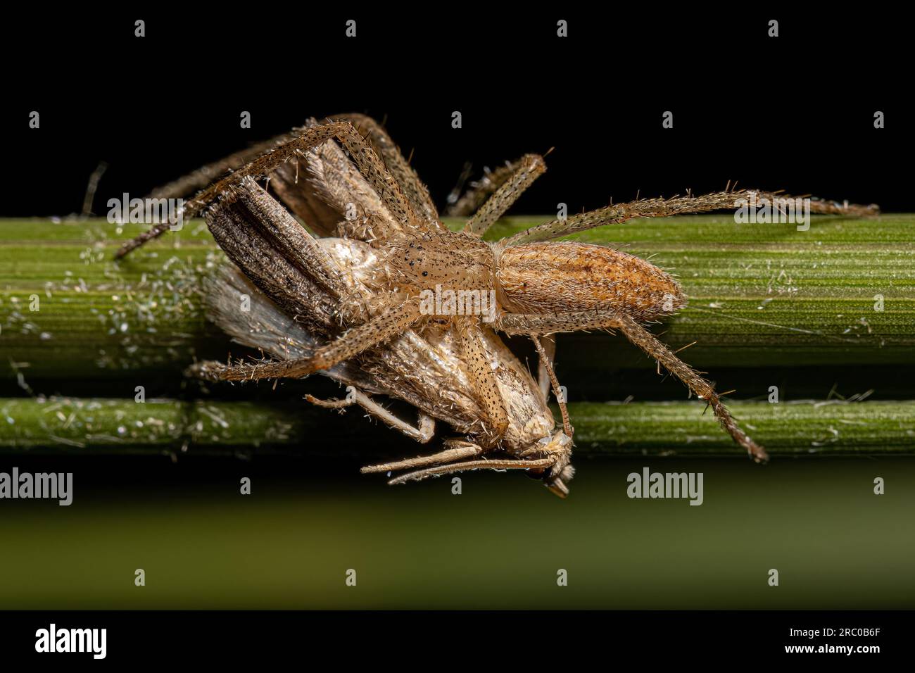 Adult Female Running Crab Spider of the genus Genus Tibelloides preying ...