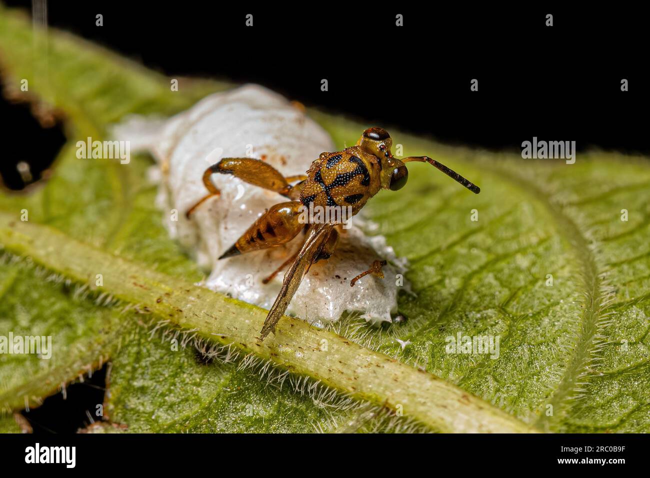 Adult Chalcidoid Wasp of the family Chalcididae Stock Photo - Alamy