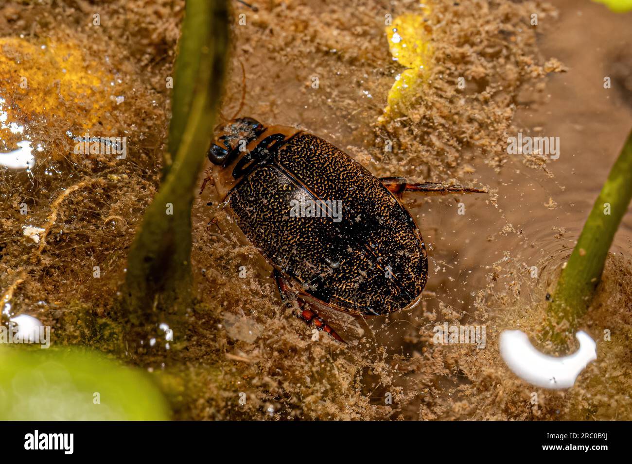 Adult Predaceous Diving Beetle of the Genus Thermonectus Stock Photo ...
