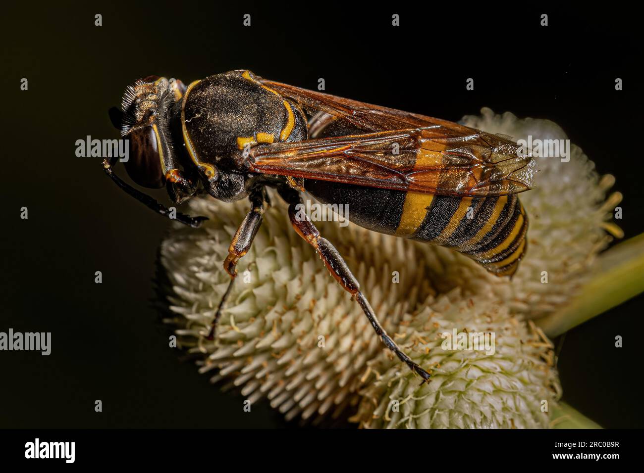 Insect Hymenoptera Wallpapers