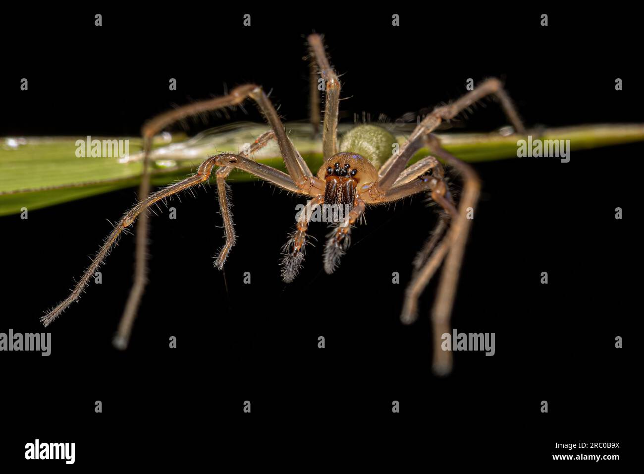 Adult Male Long legged Sac Spider of the Genus Cheiracanthium Stock ...