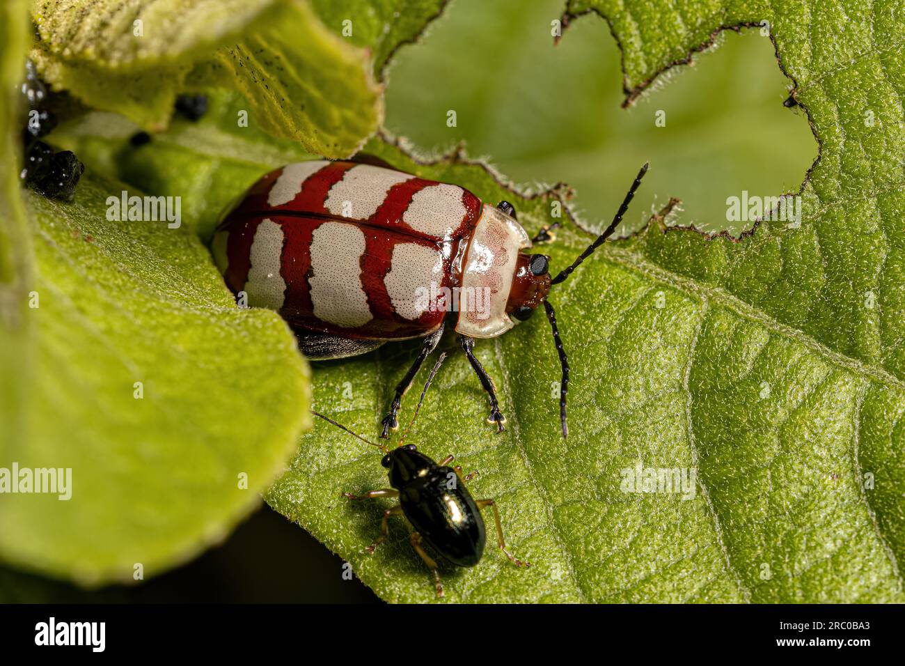 Adult Flea Beetle of the species Alagoasa decemguttata Stock Photo - Alamy