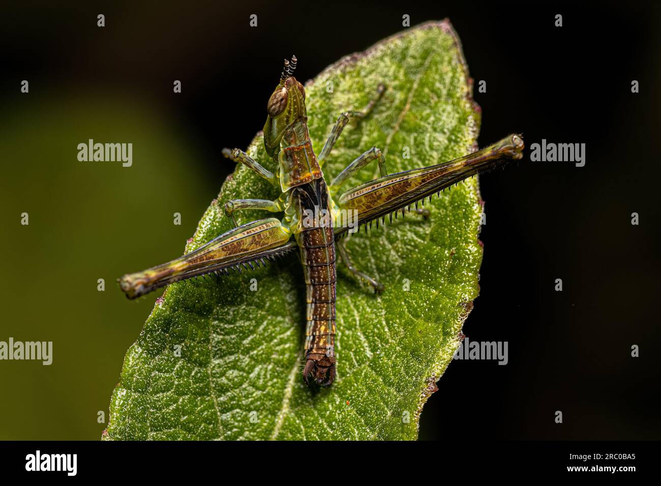 Monkey Grasshopper Nymph of the Family Eumastacidae Stock Photo - Alamy