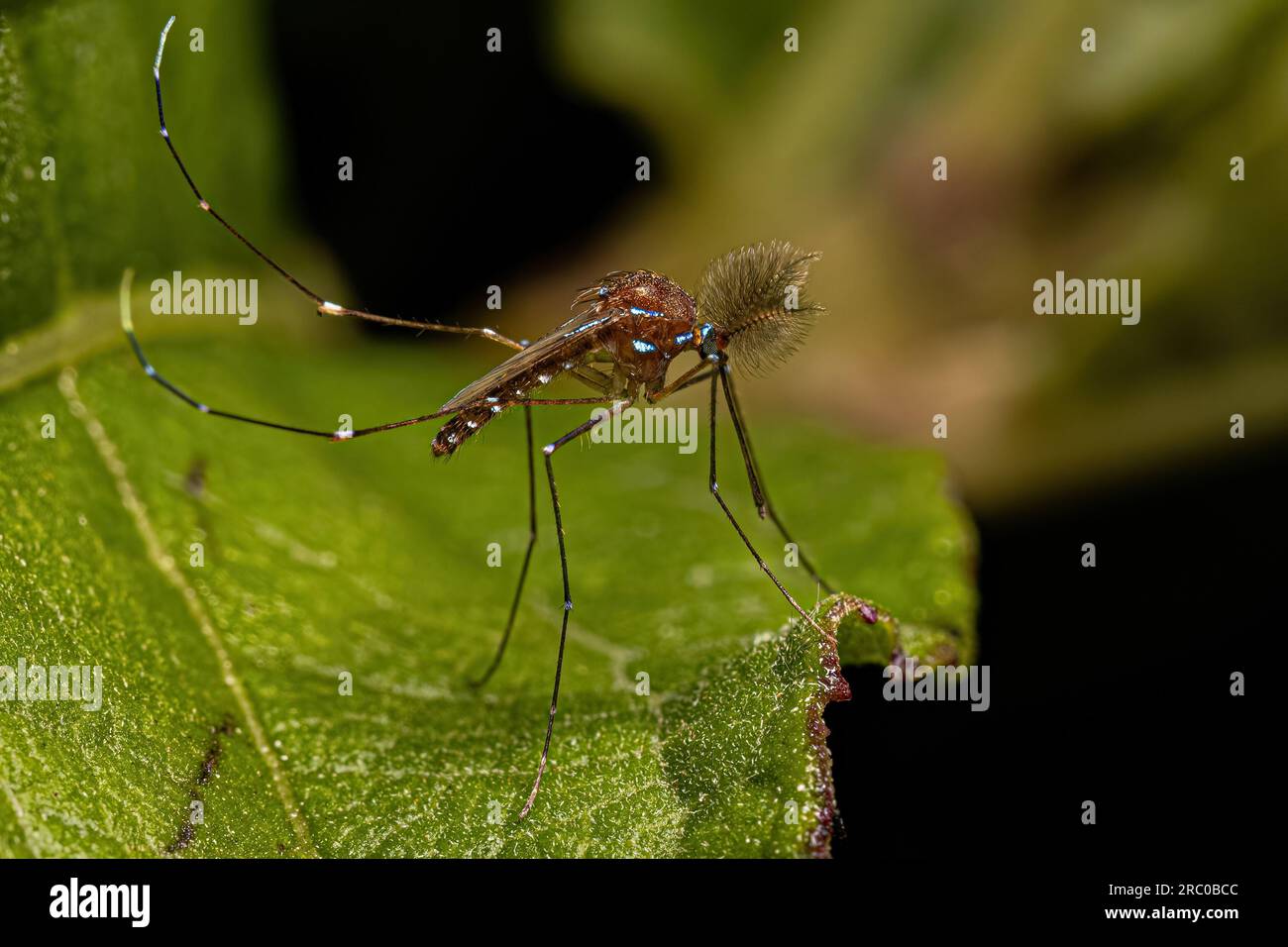 Adult Male Culicine Mosquito Insect of the genus Uranotaenia Stock ...