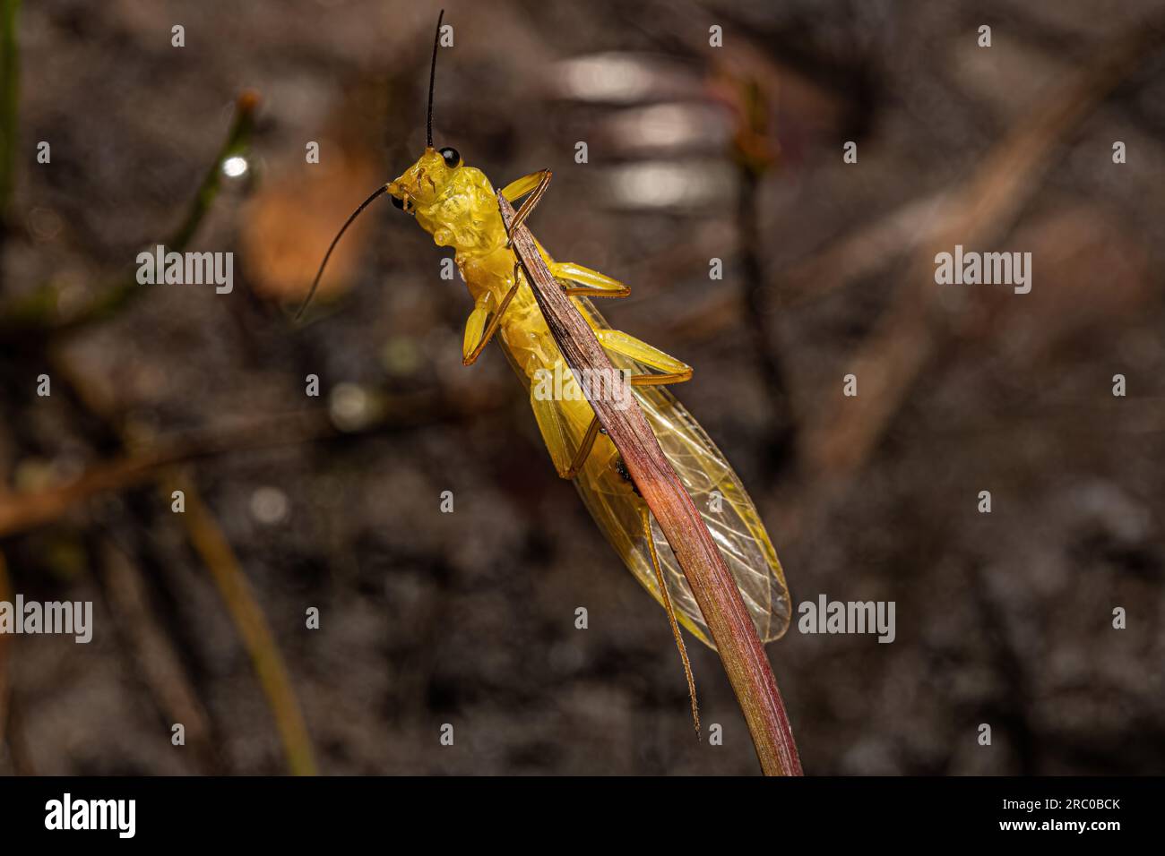 Adult Common Stonefly insect of the Family Perlidae Stock Photo - Alamy