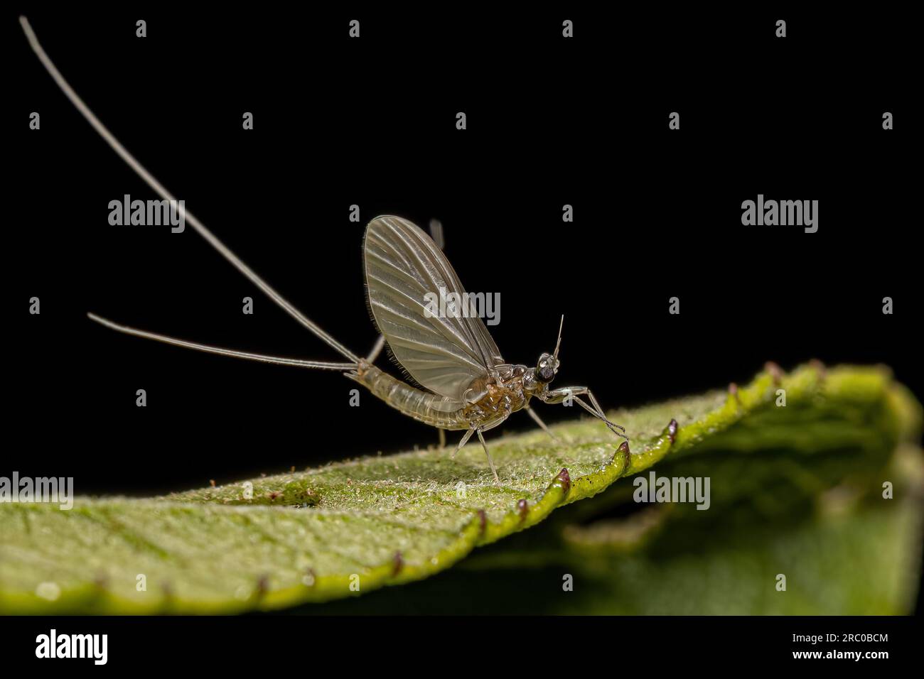 Adult mayfly hi-res stock photography and images - Alamy