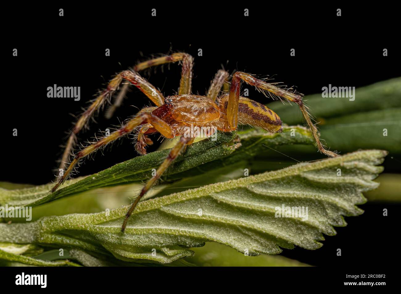 Adult Male Ghost Spider of the Family Anyphaenidae Stock Photo - Alamy