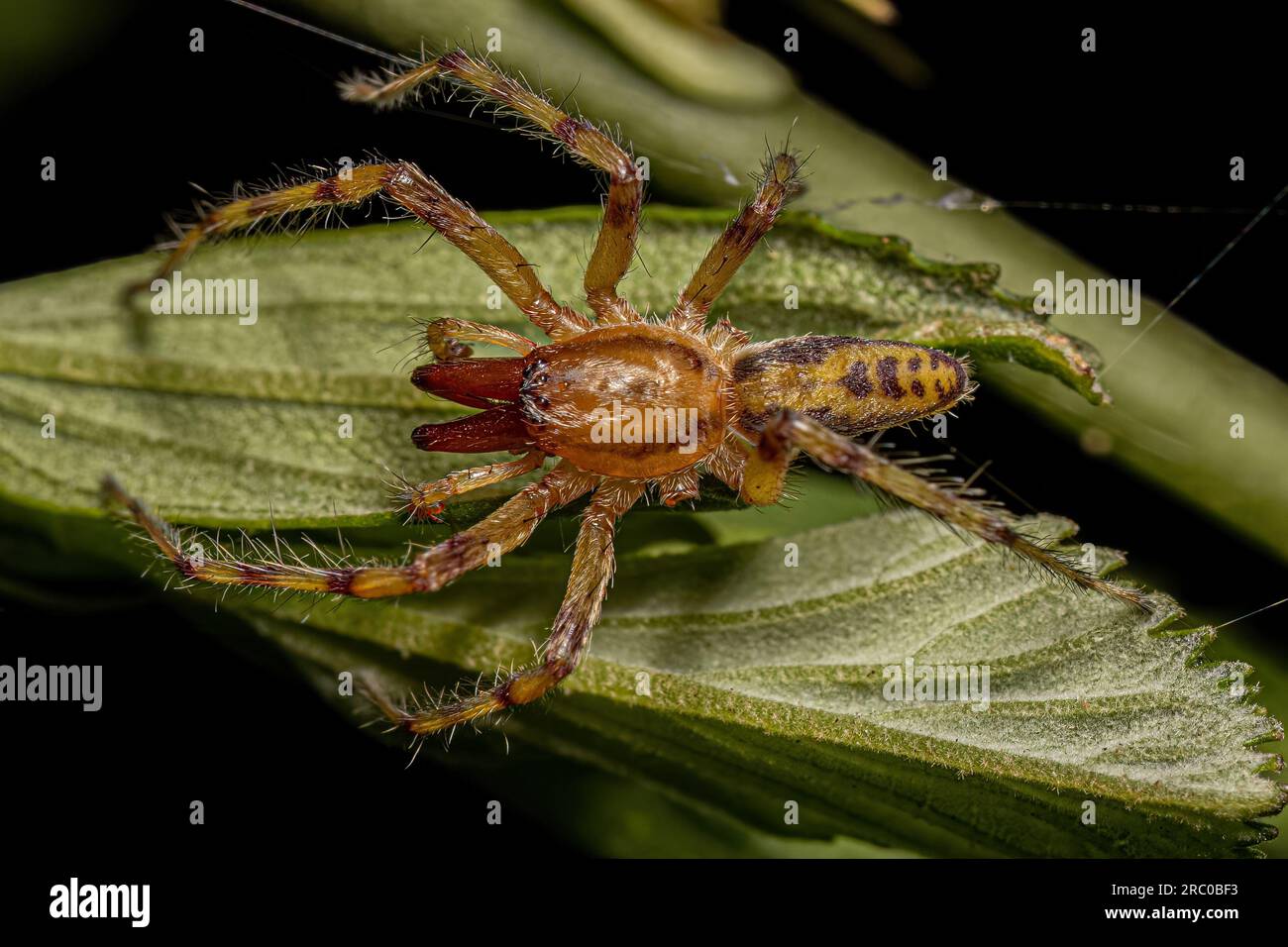 Adult Male Ghost Spider of the Family Anyphaenidae Stock Photo - Alamy