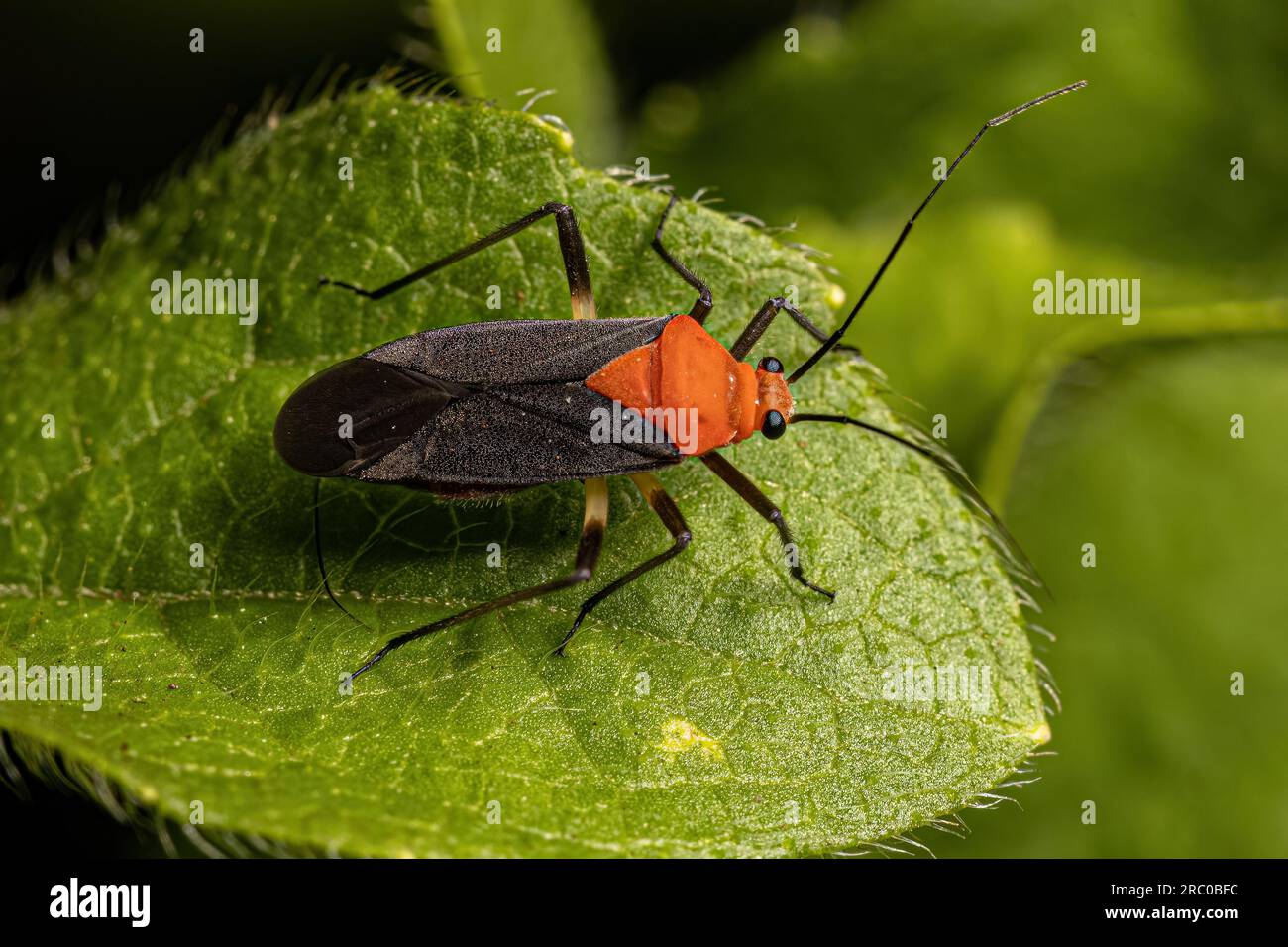 Prepops resthenini hi-res stock photography and images - Alamy
