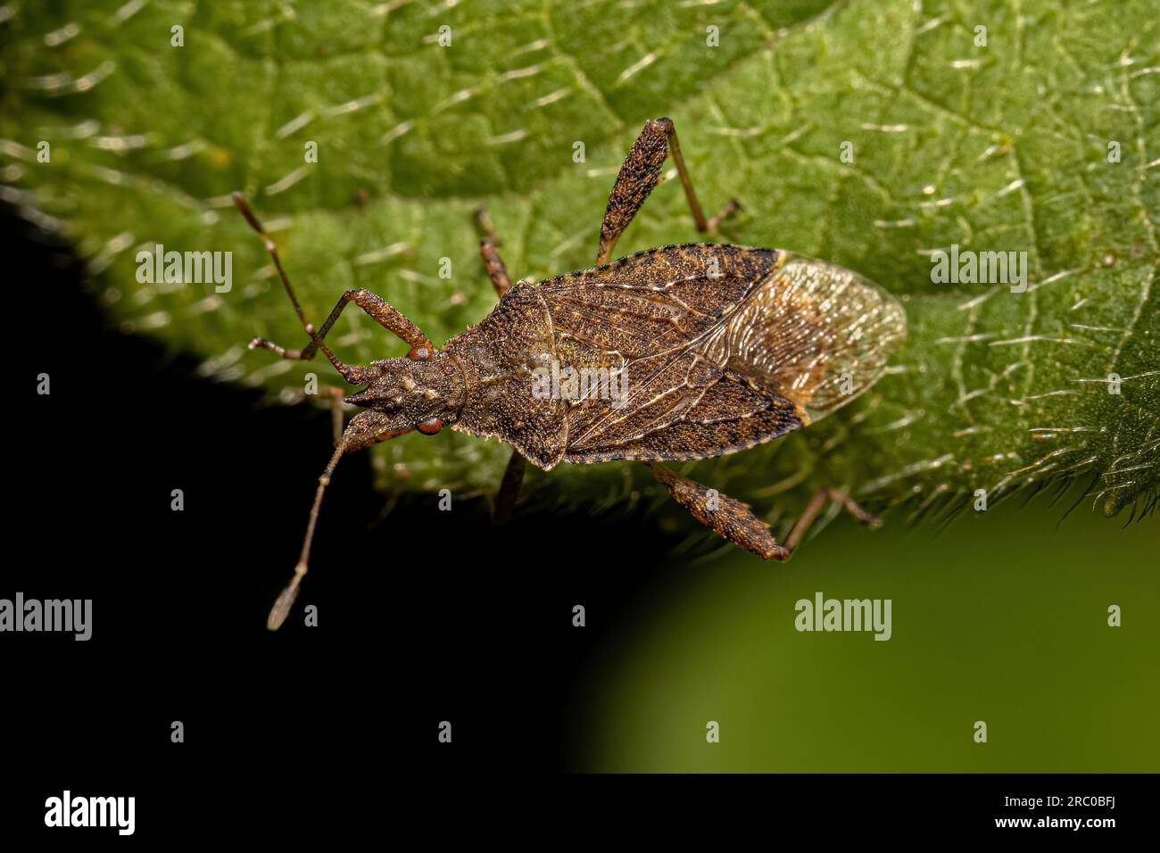 Adult Scentless Plant Bug of the Genus Harmostes Stock Photo - Alamy