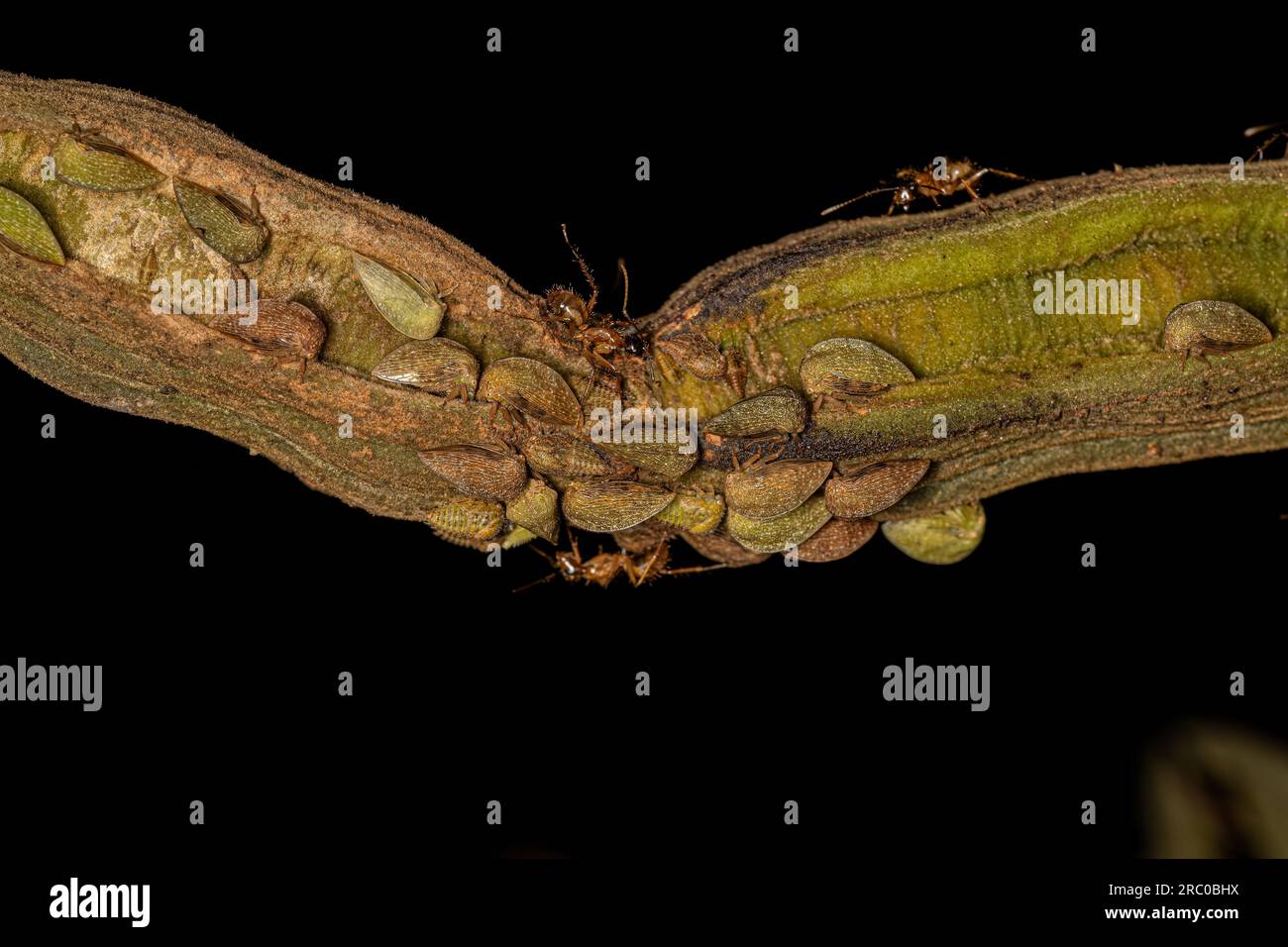 Buffalo treehoppers hi-res stock photography and images - Alamy