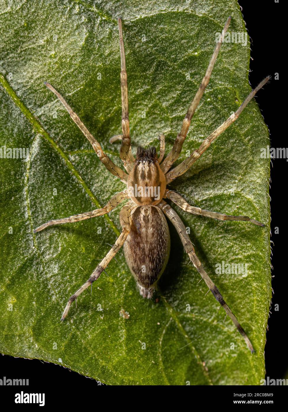 Adult Female Ghost Spider of the Family Anyphaenidae Stock Photo - Alamy