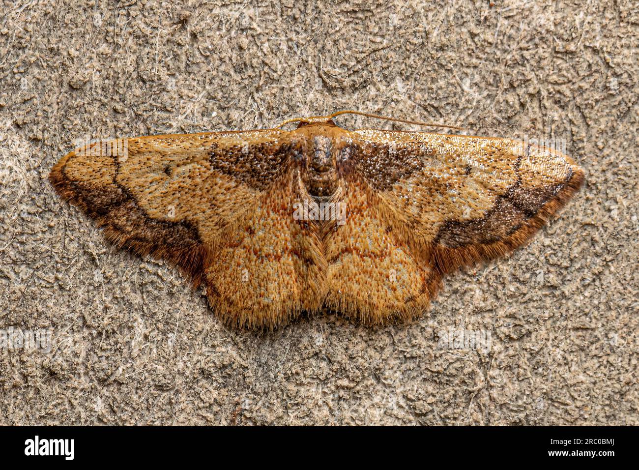 Kendall wave moth hi-res stock photography and images - Alamy