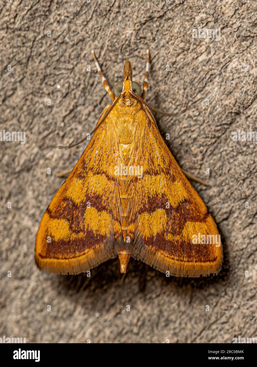 Pyrausta phoenicealis hi-res stock photography and images - Alamy