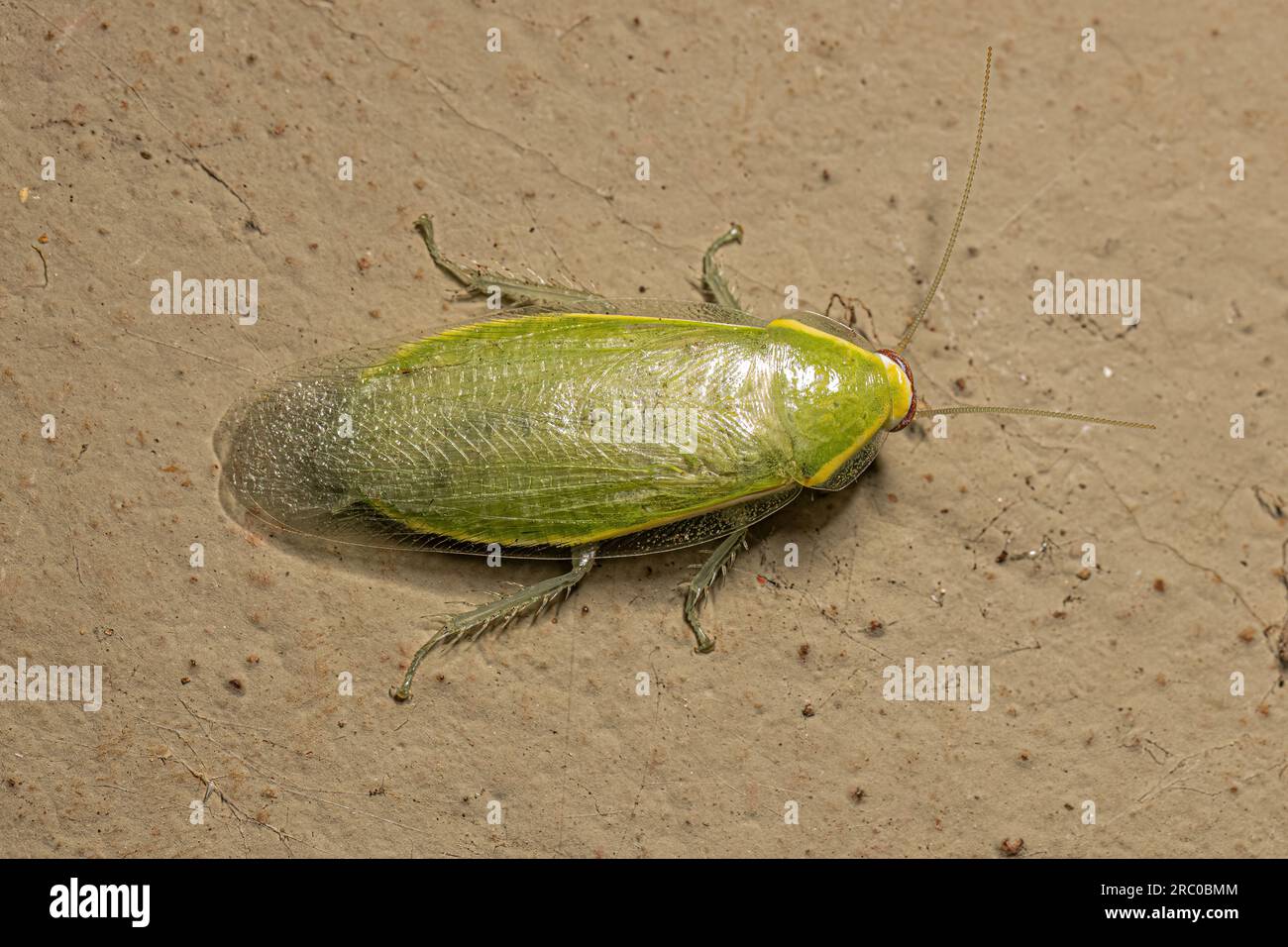 Adult Green Giant Cockroach of the Genus Panchlora Stock Photo - Alamy