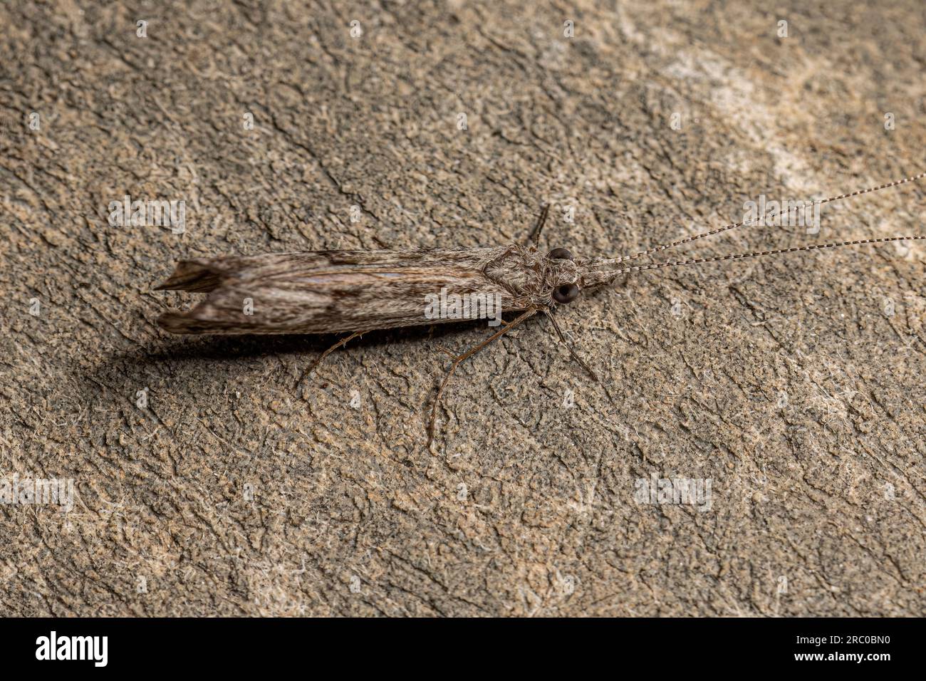 Adult Caddisfly Insect of the Genus Marilia Stock Photo - Alamy