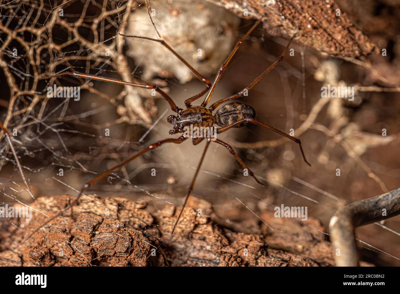 Adult Brown Spitting Spider of the genus Scytodes Stock Photo - Alamy