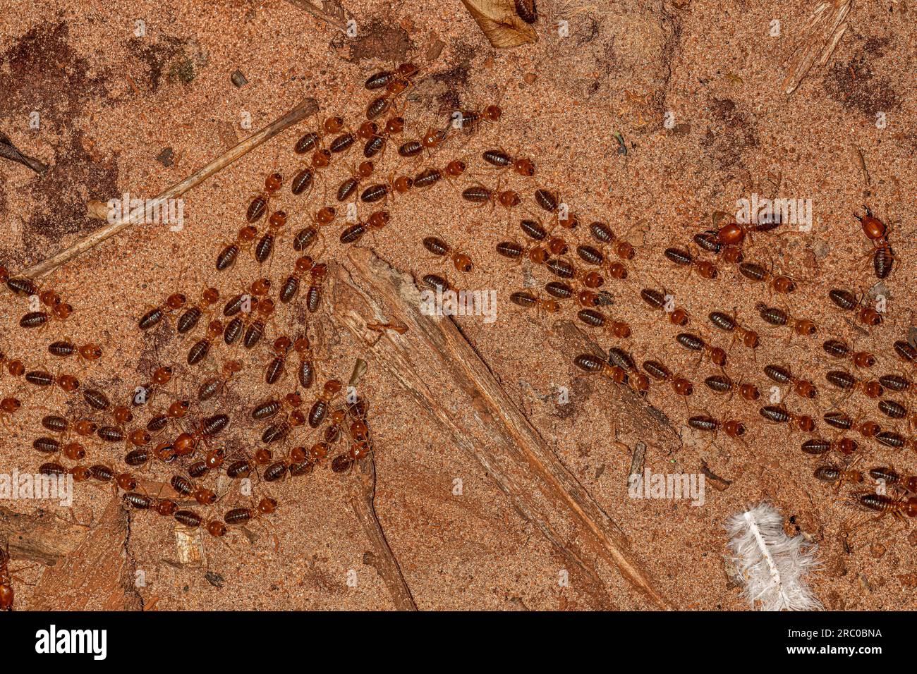 Adult Jawsnouted Termite of the genus Syntermes Stock Photo - Alamy
