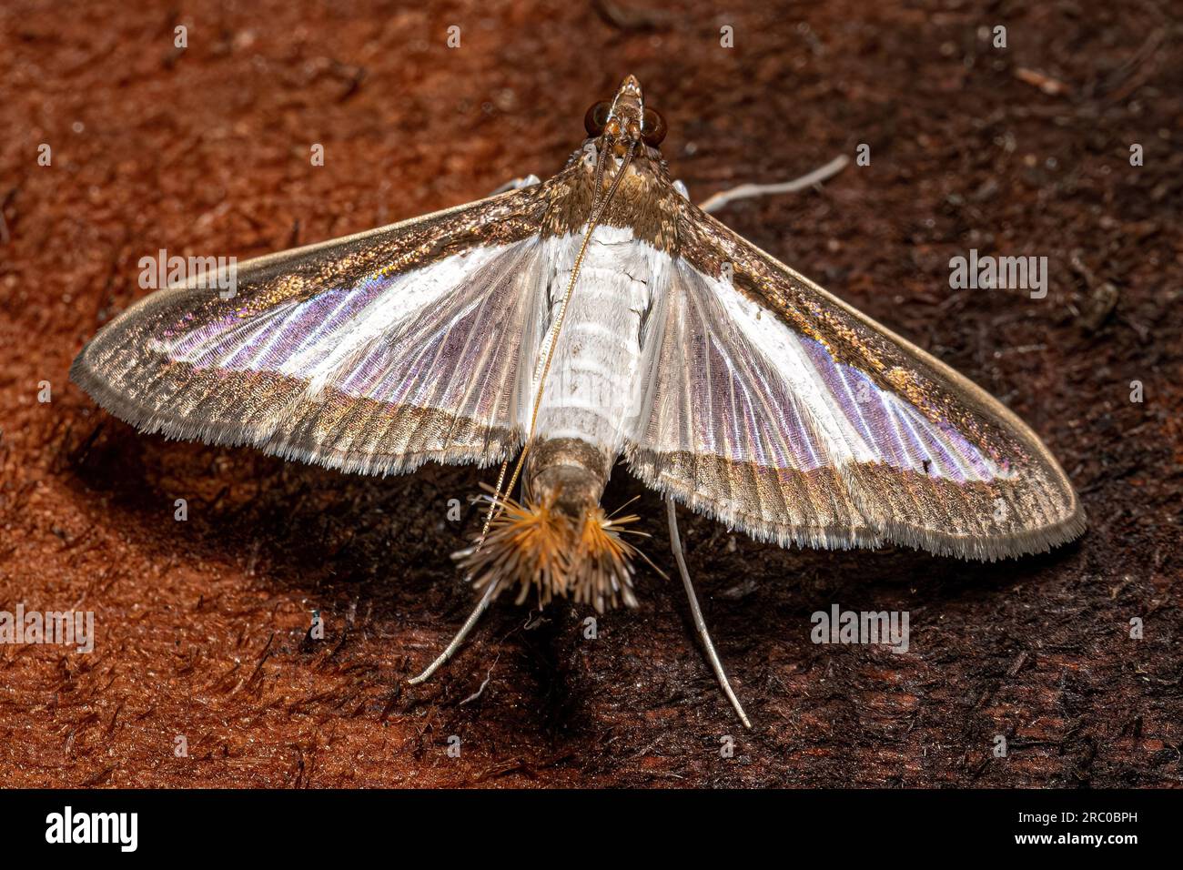 Adult Pearl Moth of the Genus Diaphania Stock Photo - Alamy