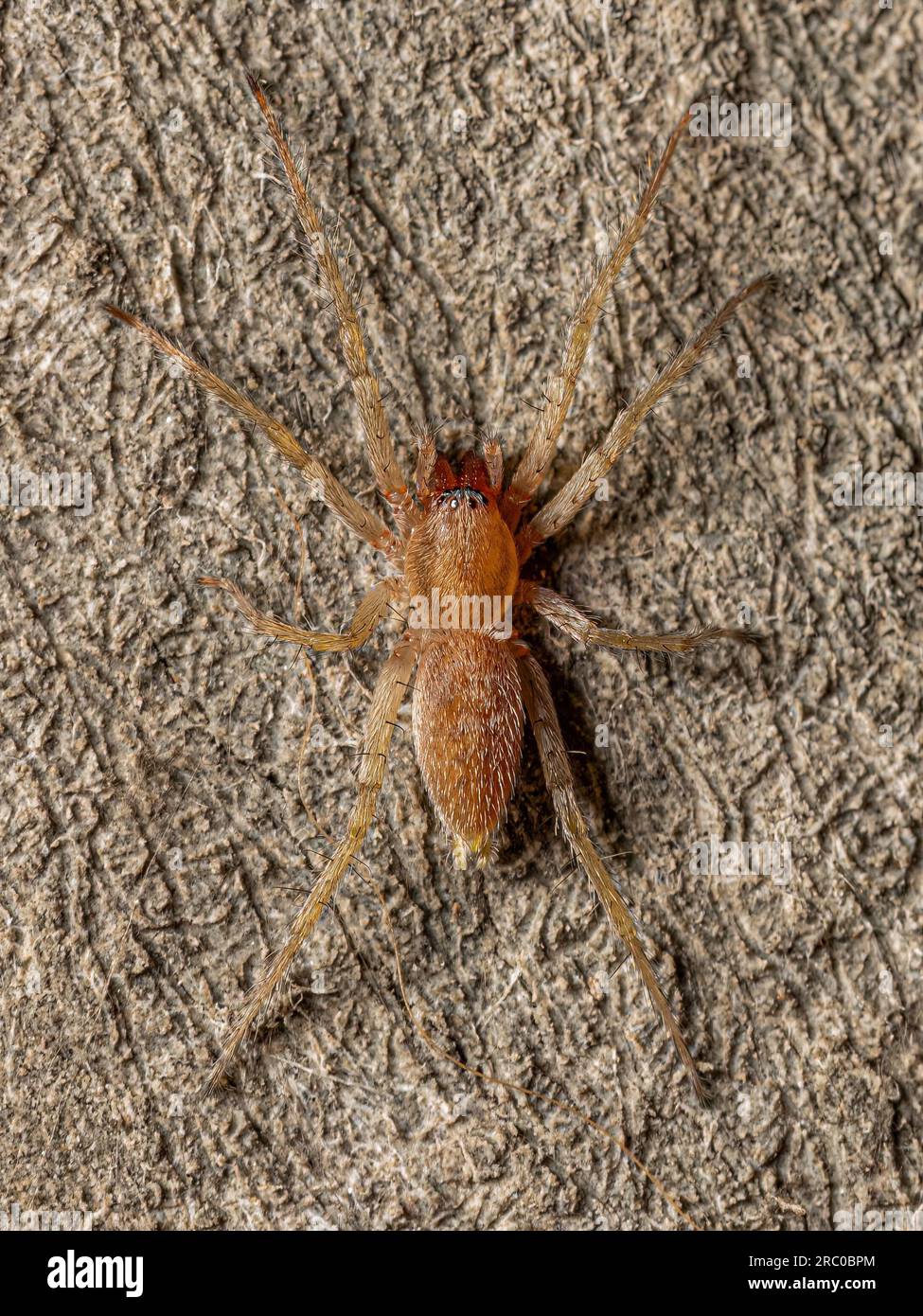 Adult Female Ghost Spider of the Family Anyphaenidae Stock Photo - Alamy