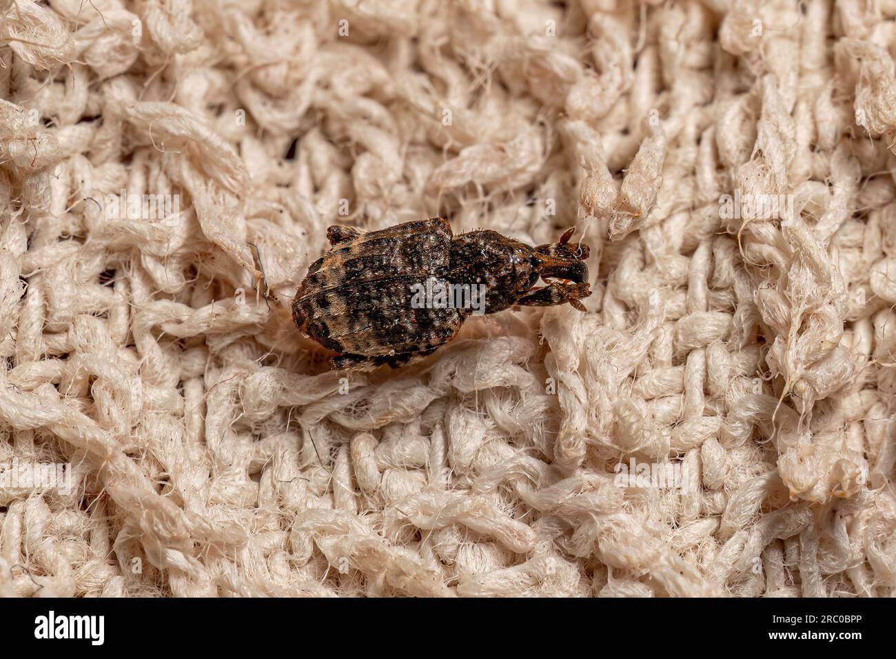 Adult True Weevil of the Family Curculionidae Stock Photo - Alamy