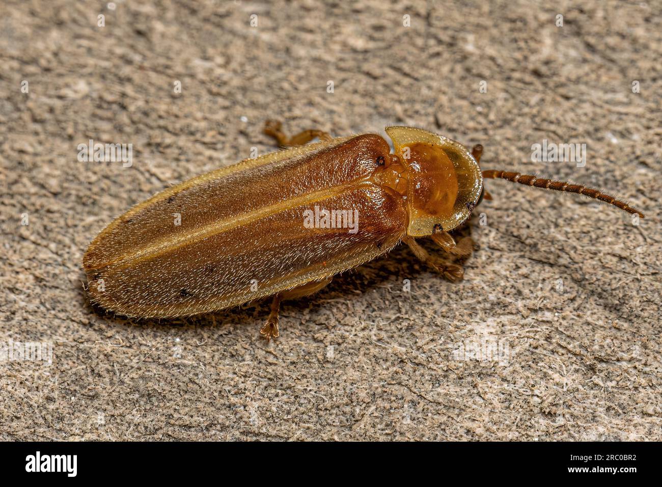 Adult Firefly Beetle of the Family Lampyridae Stock Photo - Alamy