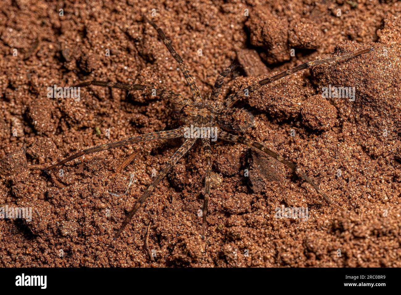 Adult Wandering Spider of the Family Ctenidae Stock Photo - Alamy