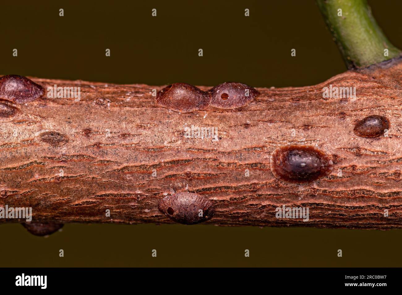 Scale insects hi-res stock photography and images - Alamy