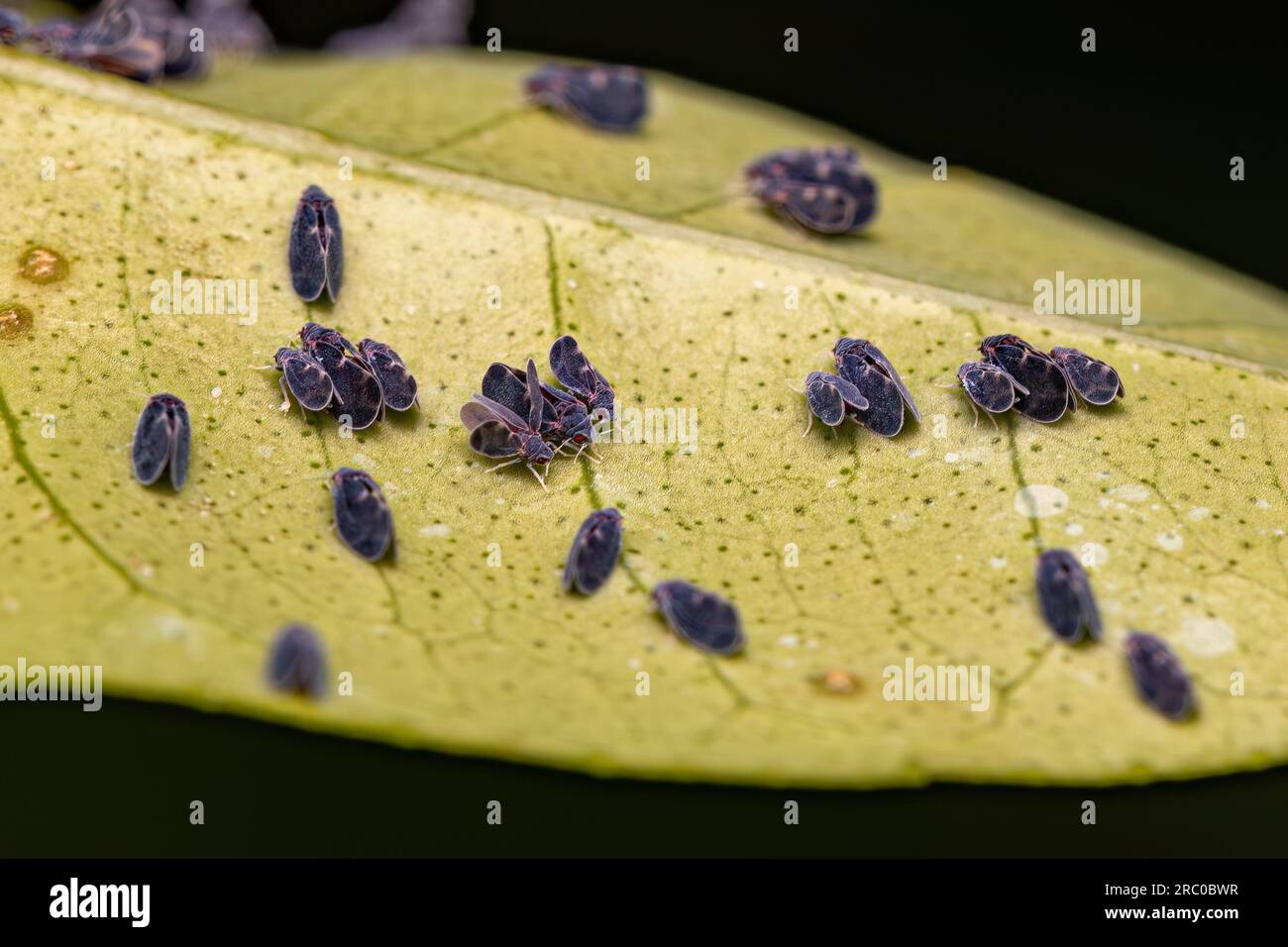 Adult Citrus Black Fly Insect of the species Aleurocanthus woglumi ...