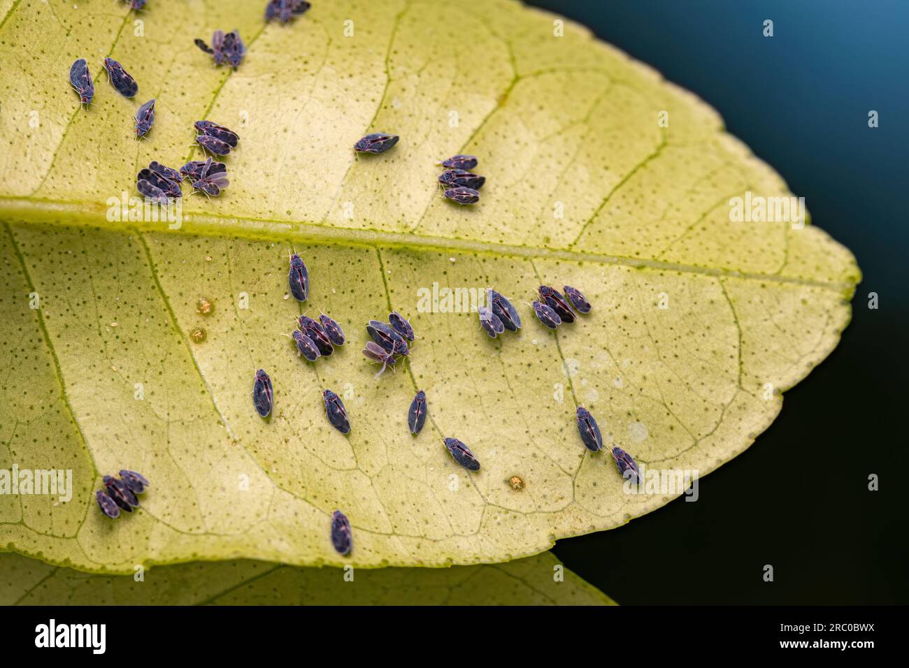 Adult Citrus Black Fly Insect of the species Aleurocanthus woglumi ...