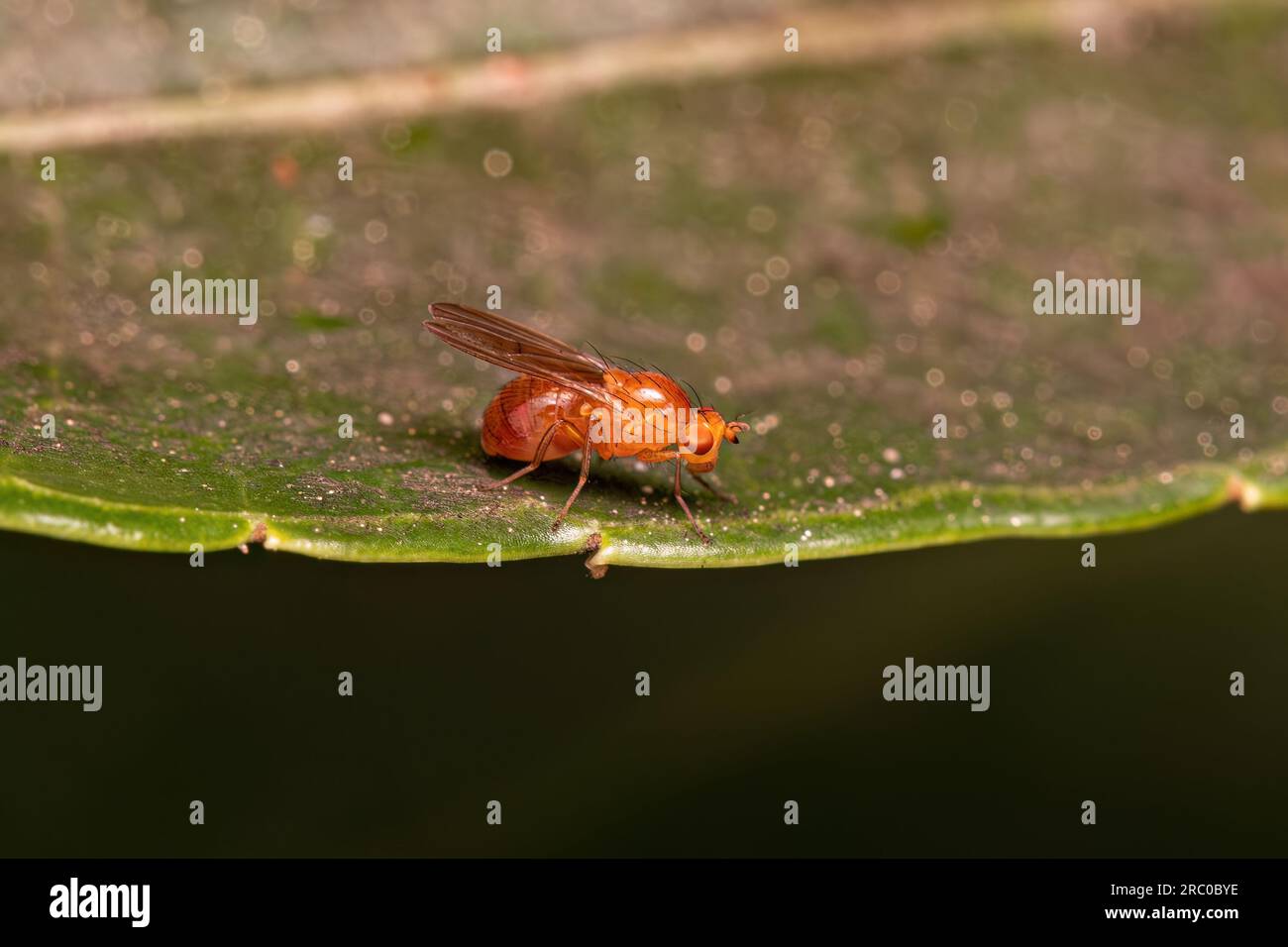 Adult Acalyptrate Fly of the Zoosubsection Acalyptratae Stock Photo - Alamy