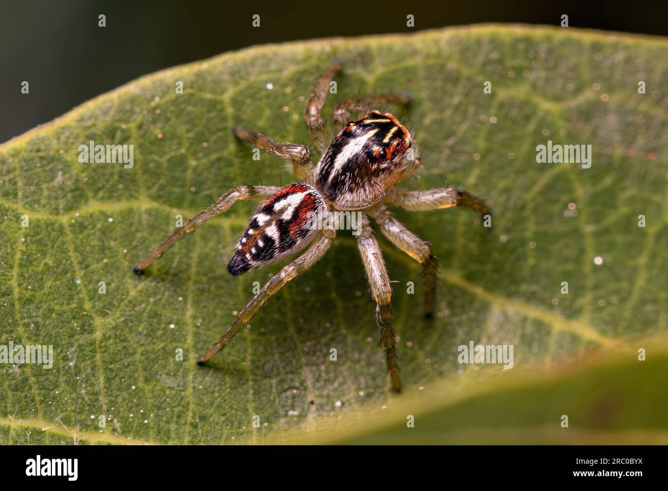 Small Jumping Spider of the Genus Frigga Stock Photo - Alamy